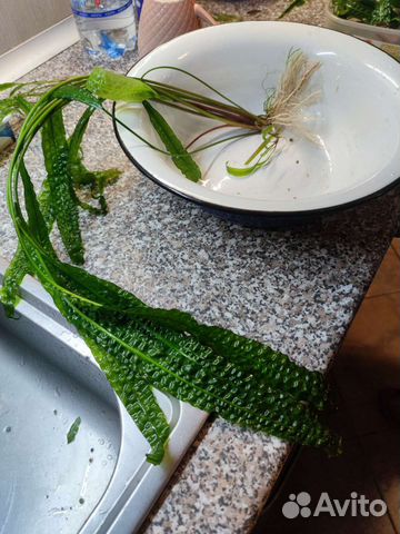 Криптокарина, наборы растений