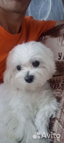 Мальтийская болонка вязка