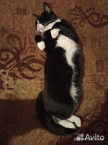 Кошка Маруся