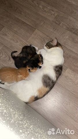 Отдам в добрые руки