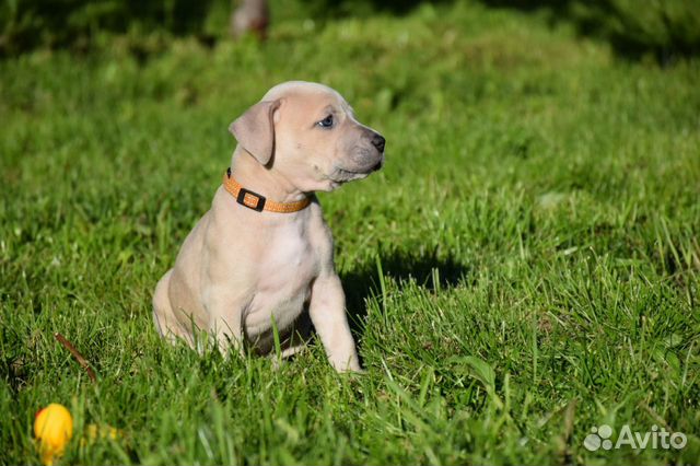 Крупная дама, прайтер