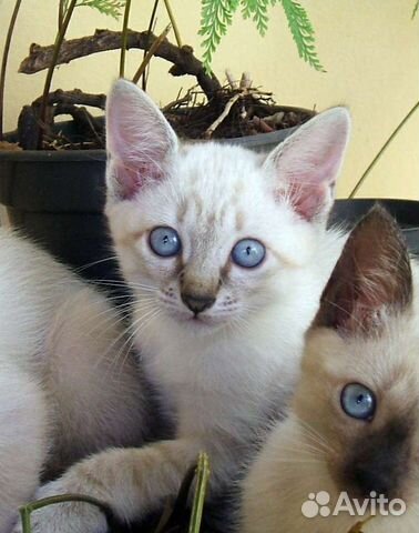 Котята-тайчики в добрые руки