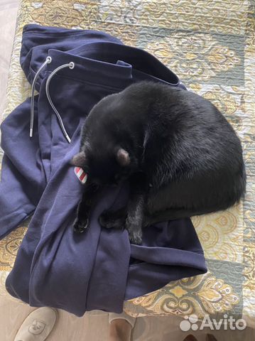 Отдам кота в добрые руки