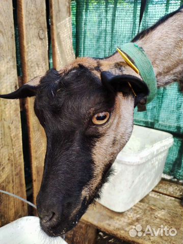 Коза дойная