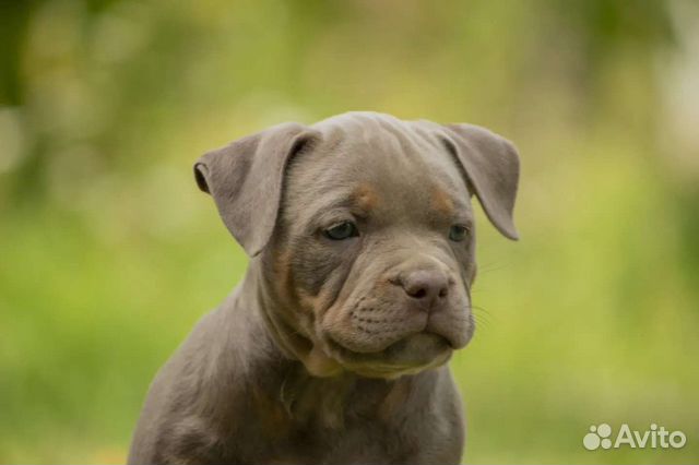 Американский булли