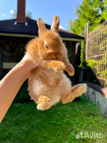 Декоративные кролики мини