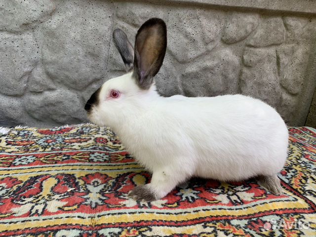 Кролики калифорнийские
