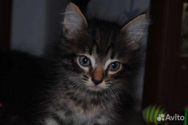 Сибирский котик 1,5 мес