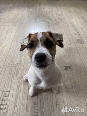 Джек Рассел терьер 5 мес