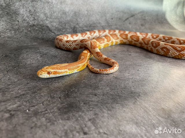 Маисовый полоз амел самка 6 лет