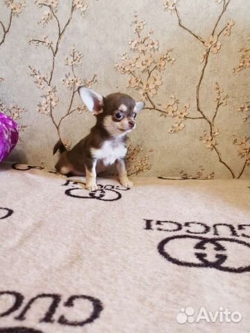 Шоколадка чихуахуа