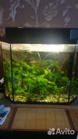 Аквариум