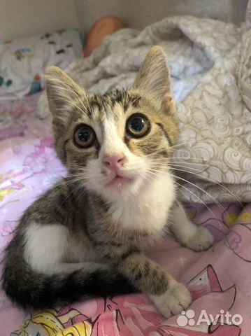 Маленький Тимошка ищет дом