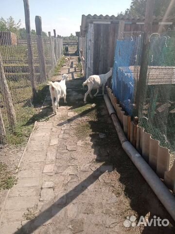 Козы