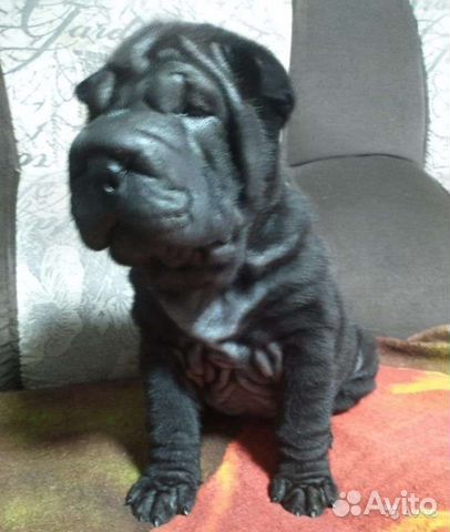 Щенок шарпей