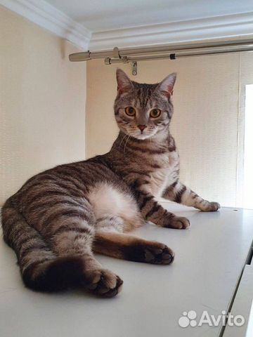 Кот шотландец Гоша