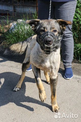 Бублик, собака в добрые руки приют Ржевка