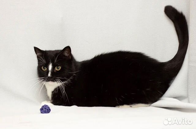 Кошечка Капелька ищет дом