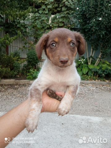 Отдам бесплатно в добрые руки