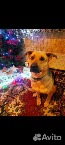 Собака Айкуся ищет дом