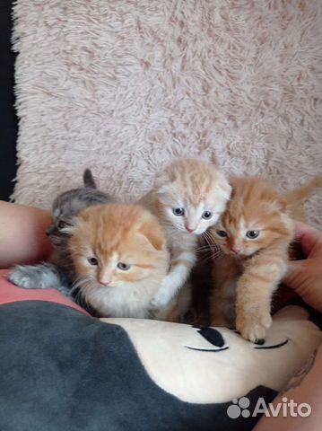 3 кота одна кошачка. 1000т.р