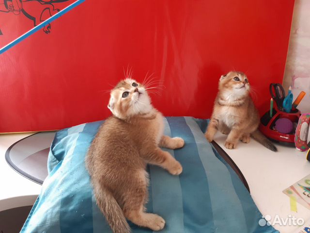 Котята: Шотландская вислоухая короткошерстная