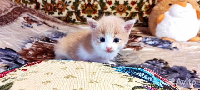 Котенок. Персик