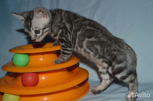 Бенгалы (окрас серебро,уголь)