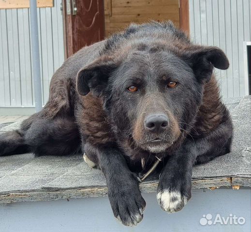 Крупный пес в серьезные руки