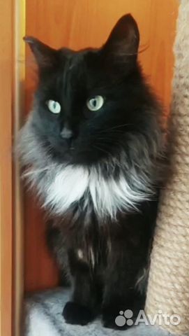 Красавец кот ищет дом