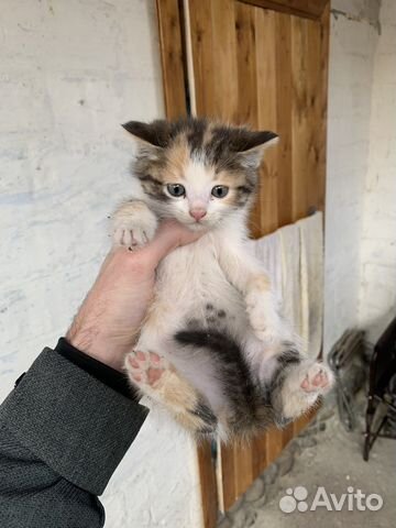 Котята от кошки мышеловки