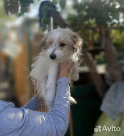 Маленькая собака девочка, Ксюша ищет дом