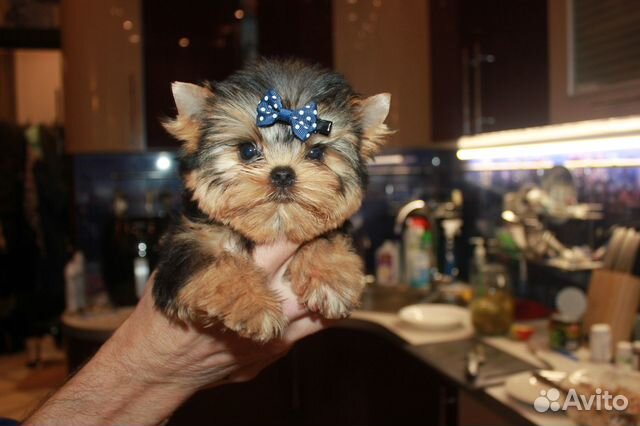 Красавчик мальчик йорка без брака 2,5 мес