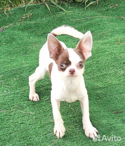 Мини Мальчик Бел-лилов. Гарантия размера