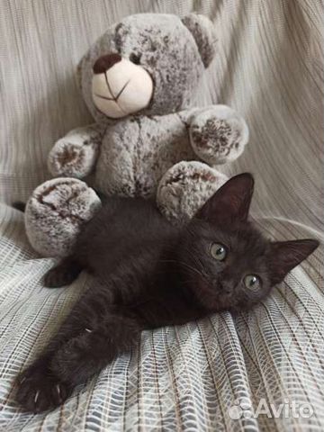 Кошки в добрые руки бесплатно