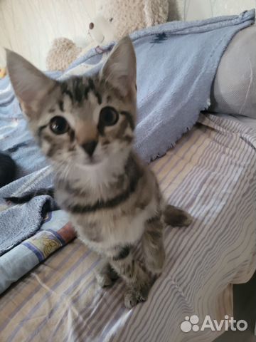 Котенок девочка 2.5 мес