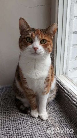 Кошки