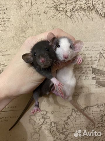 Ручные крысята.Домашний питомник.Доставка
