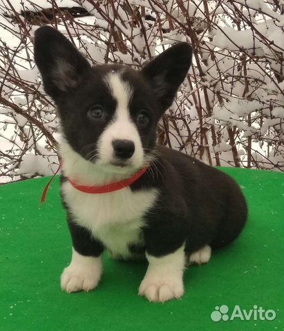 Милашка - кардиганочка РКФ