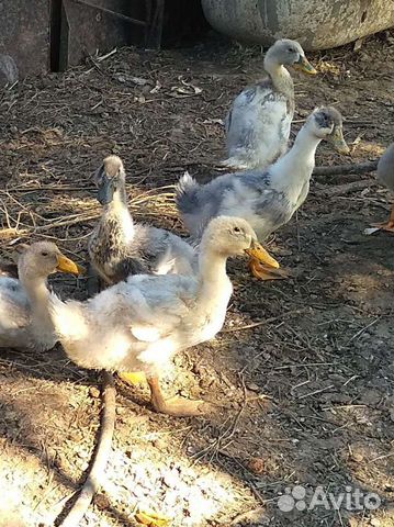 Утки башкирские
