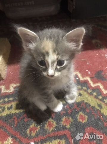 Кошка