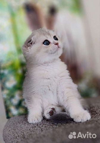 AY 11. Кот