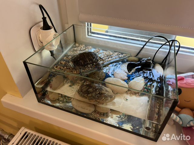 Отдам черепах с полным комплектом