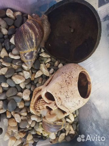 Улитки ахатины с контейнером