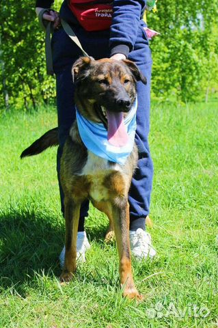 Молодой пес Рэй хочет домой