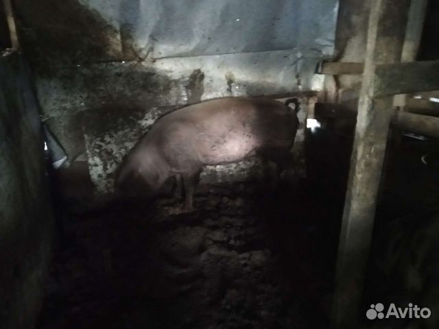 Племенной хряк порода Дюрок