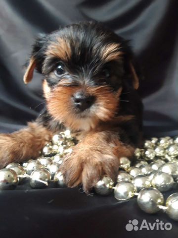 Сладкий пупсик