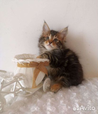 Котик Курильского бобтейла