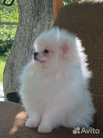 Померанский шпиц мини