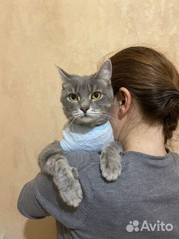 Кошка Мурка скучает без человека